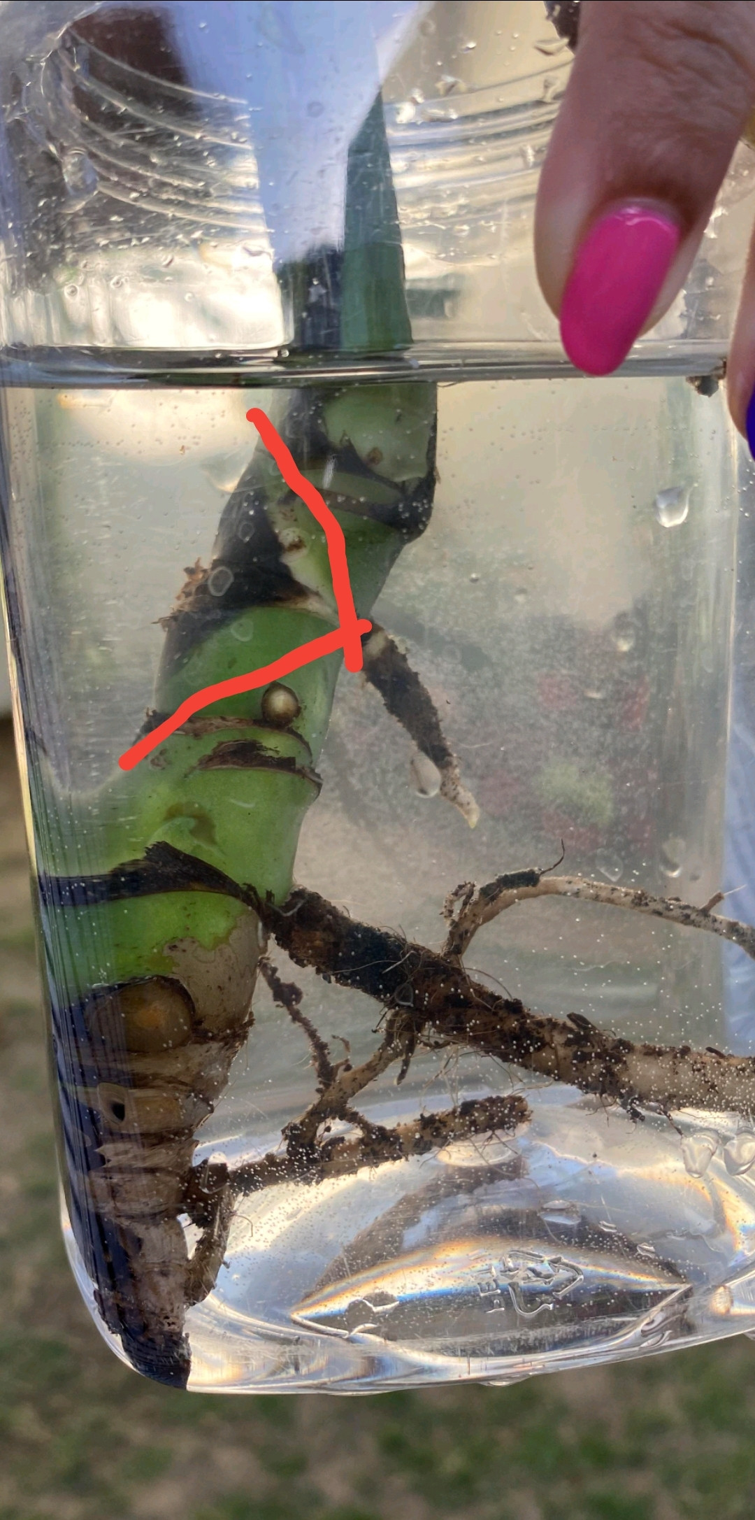 Can this monstera node survive? It has a huge rot area on the upper ...
