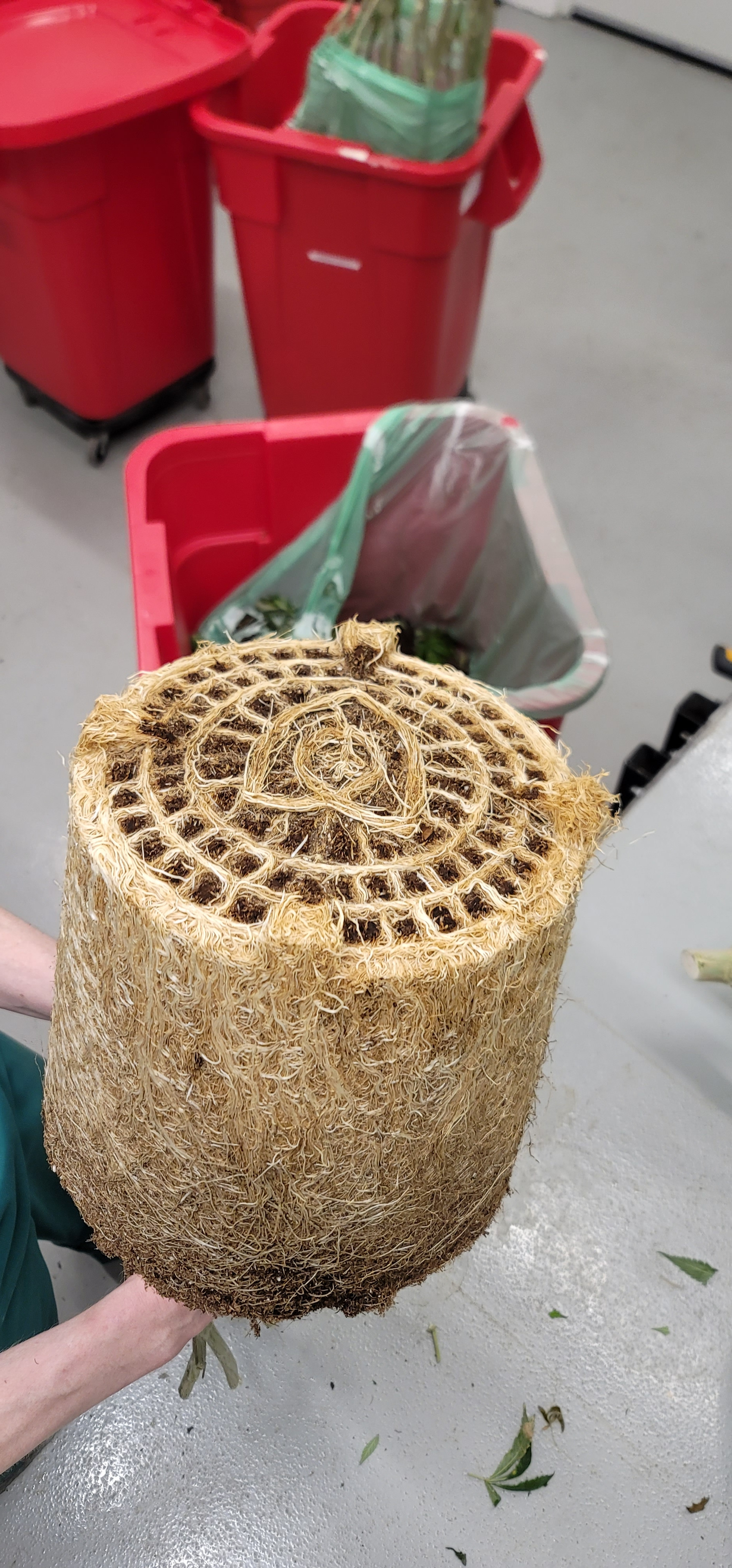 Rootporn 3g—>7g. Tricopath by in house. : r/microgrowery