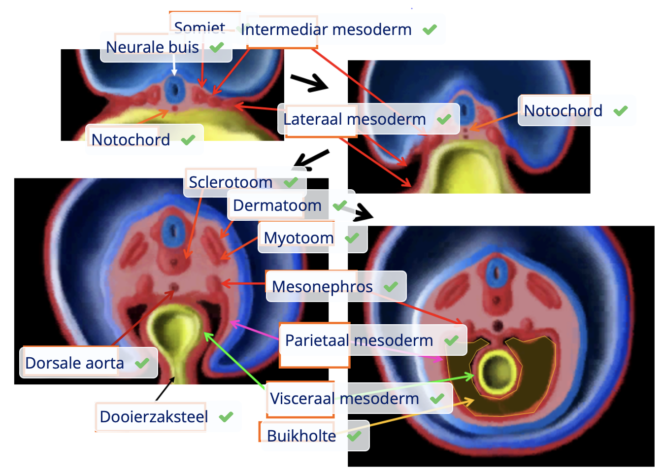 MemorAid | Test | embryonale structuren