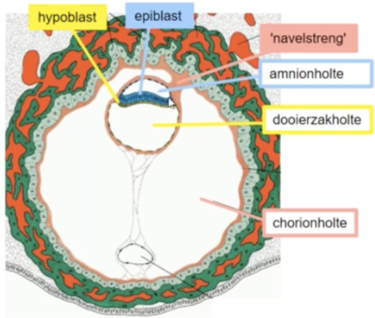 MemorAid | Test | embryonale structuren