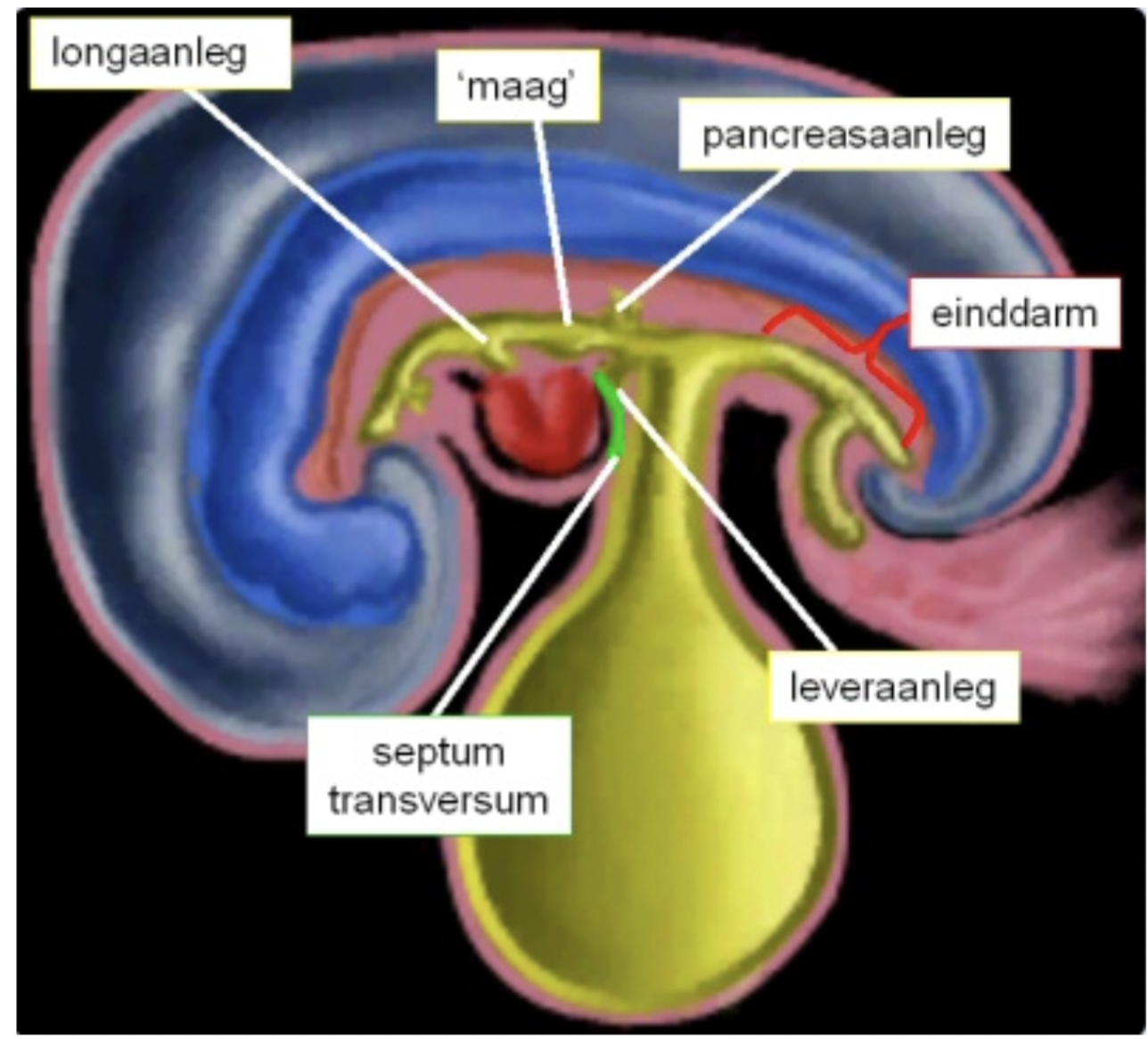 MemorAid | Test | embryonale structuren