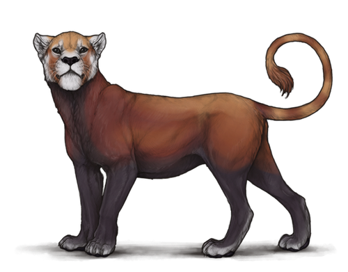 Red Panda :|: Lioden