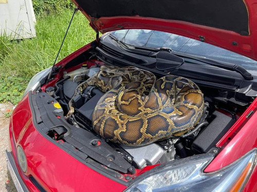 Massive Python Surprises Car Owner in Cambodia (VIDEO) - Cambodia ...