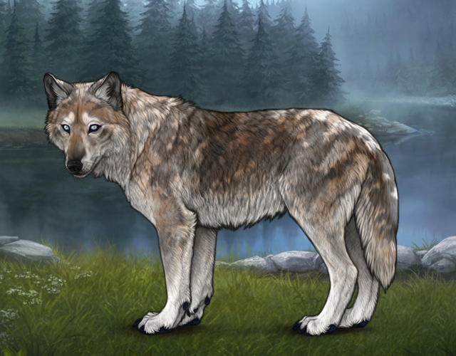 [STUD] 👥 The Witness || NBW HUSKY || ARGENT || 10M/9 RARE || 500SC / 2GC 👥 |:| Wolvden