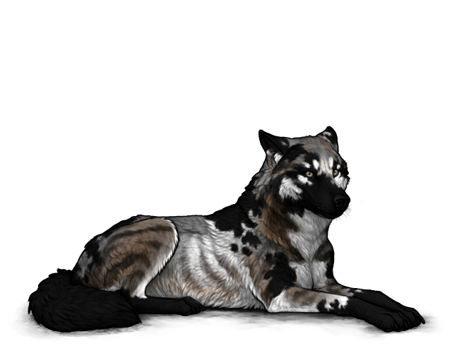 𝐀𝐫𝐚𝐠𝐨𝐫𝐧 | Badger | Patches: Pointed | G1 |:| Wolvden