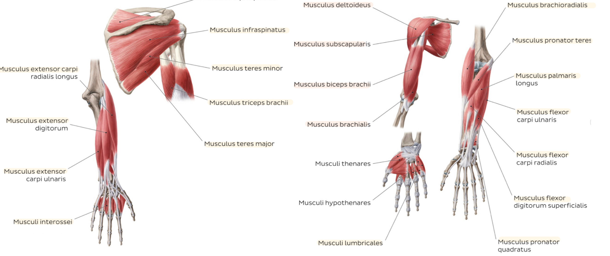 MemorAid | Test | 2C - Arm