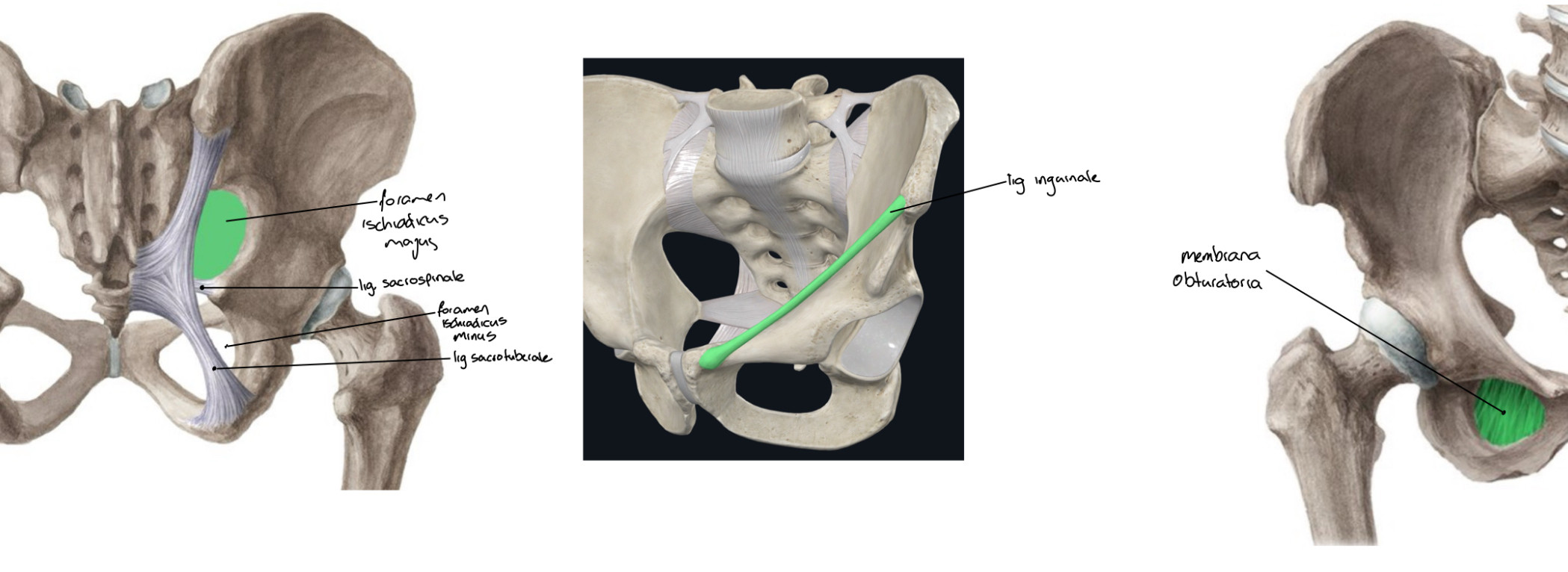 MemorAid | Test | 2C - Bekken 3