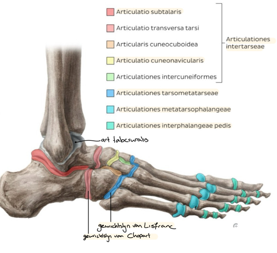 MemorAid | Test | 2C - voet 2