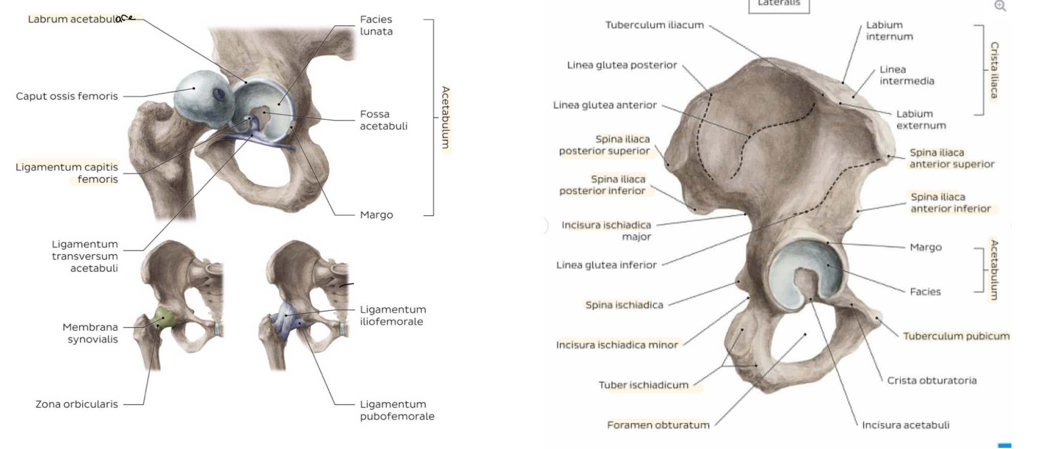 MemorAid | Test | 2C - Bekken & heup