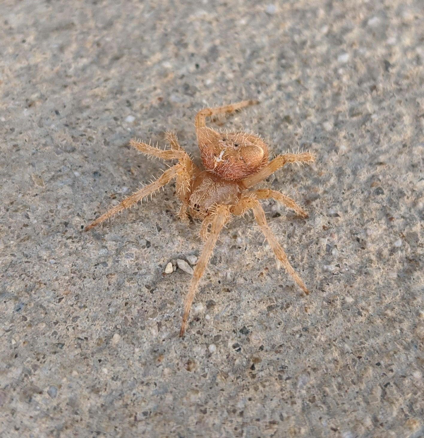 Spider in southwest Idaho : r/whatsthisbug