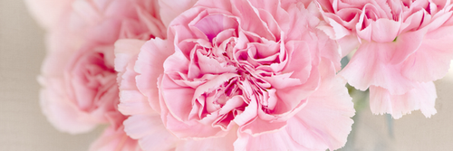 Stella's F2U CSS Codes [2.0] :|: Lioden