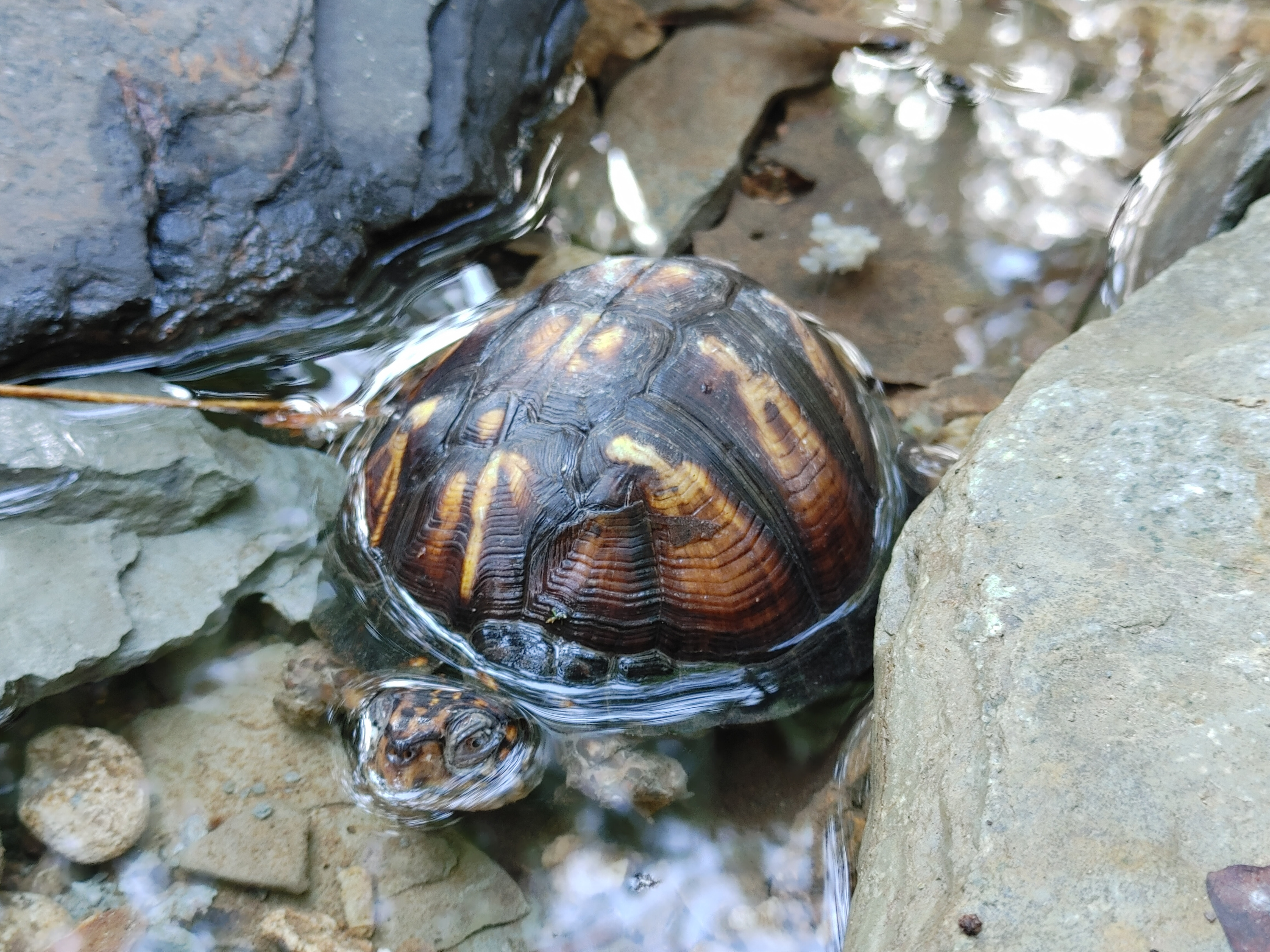 Saw a cute little box turtle in North Alabama. Anyone know what this is ...