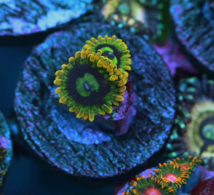 California - Live Goods - Stratosphere, Supernova, Chicago Sunburst ...