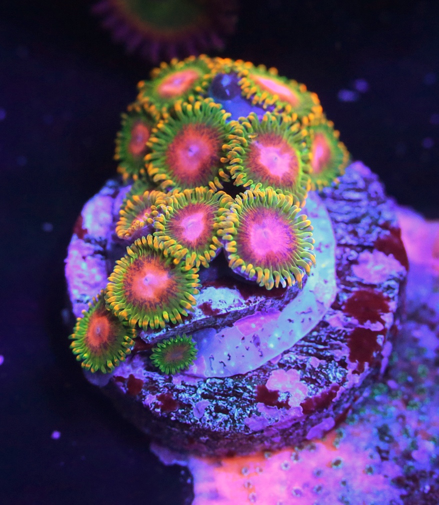 California - Live Goods - Stratosphere, Supernova, Chicago Sunburst ...