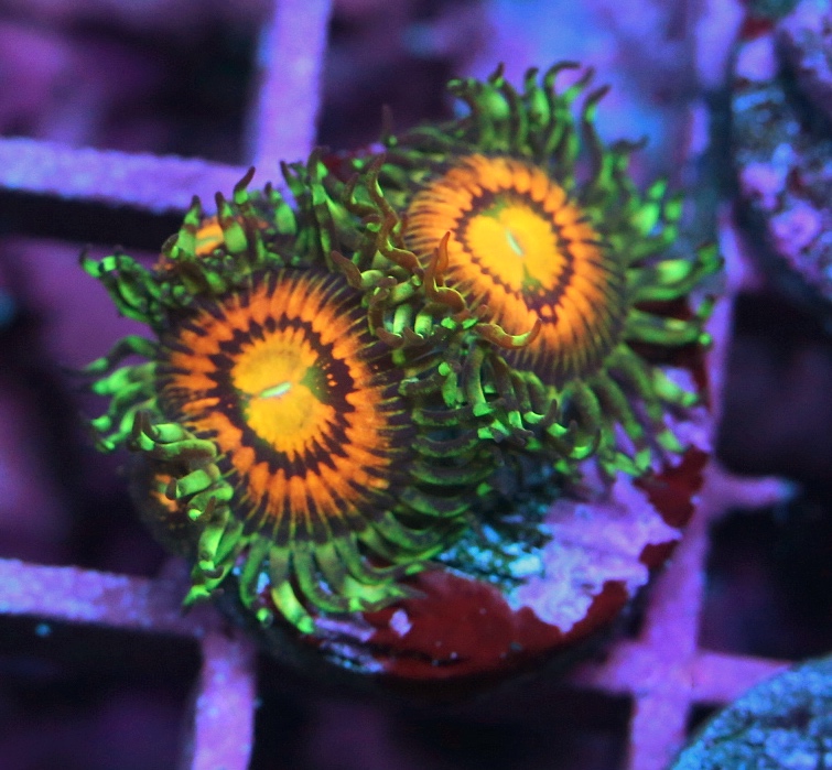 California - Live Goods - Stratosphere, Supernova, Chicago Sunburst ...