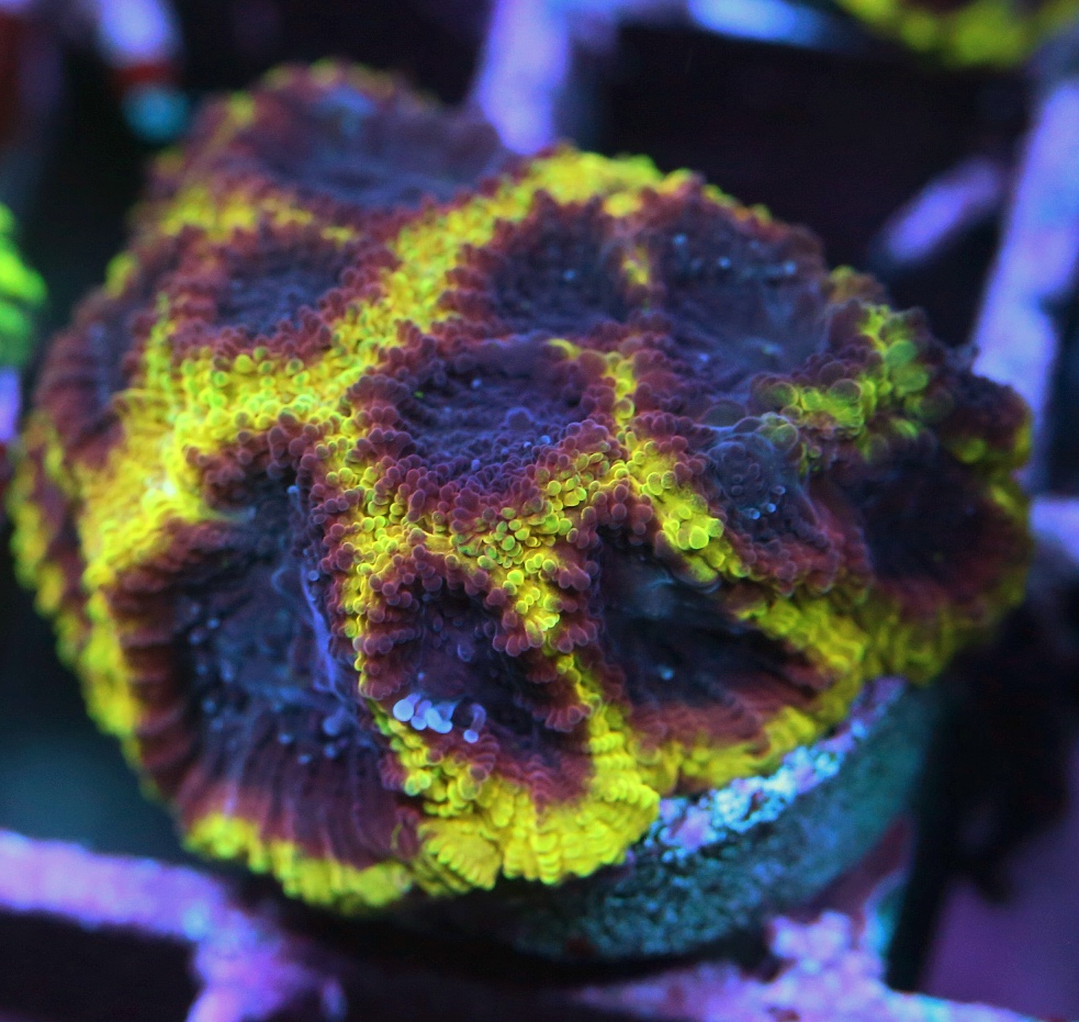 California - Live Goods - Stratosphere, Supernova, Chicago Sunburst ...