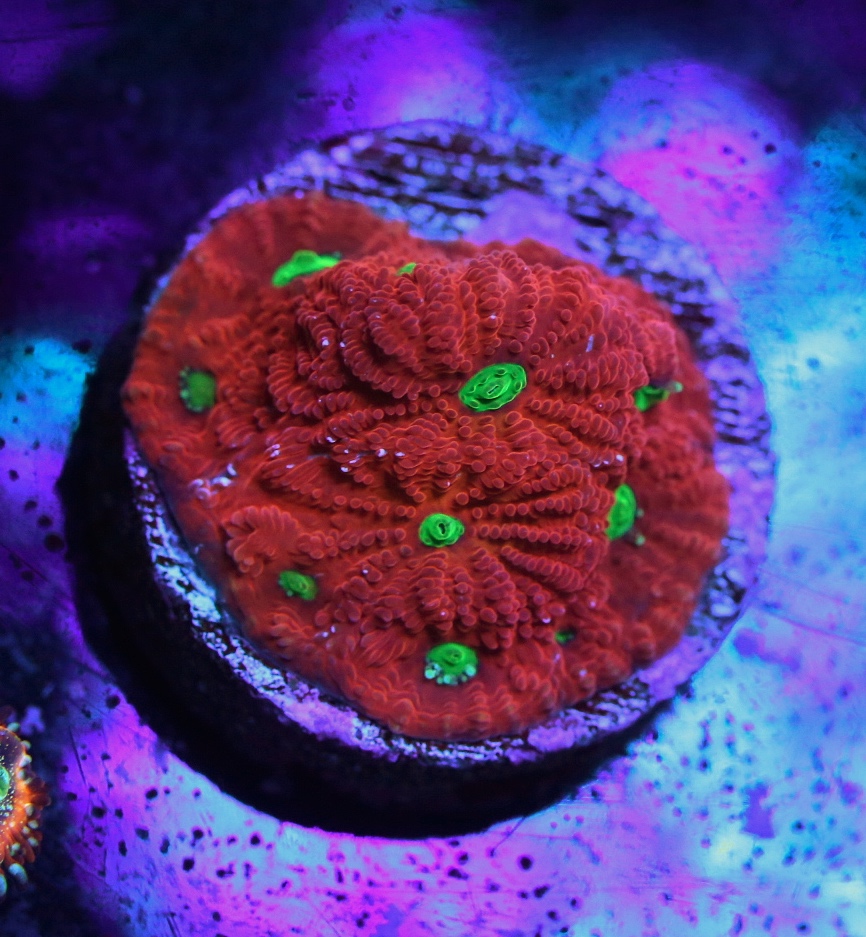 California - Live Goods - Stratosphere, Supernova, Chicago Sunburst ...