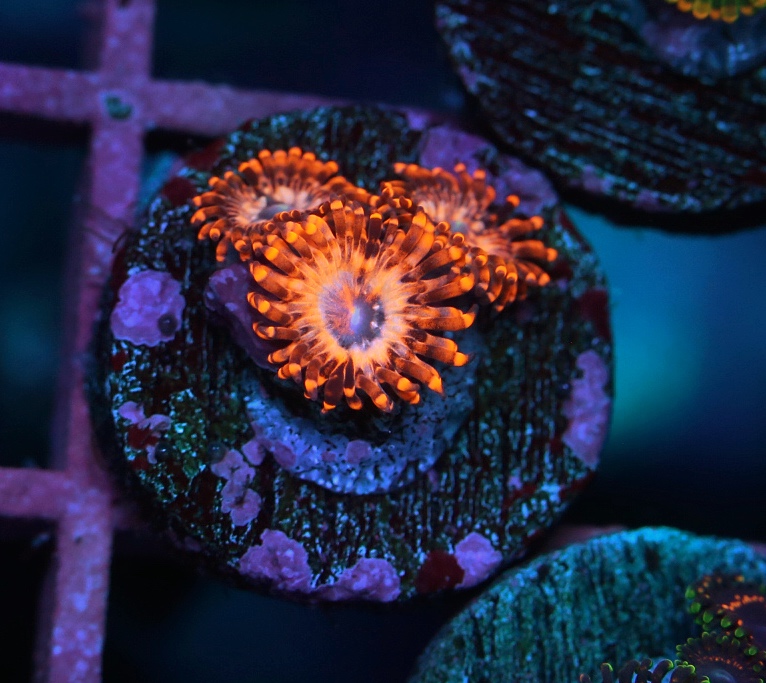 California - Live Goods - Stratosphere, Supernova, Chicago Sunburst ...