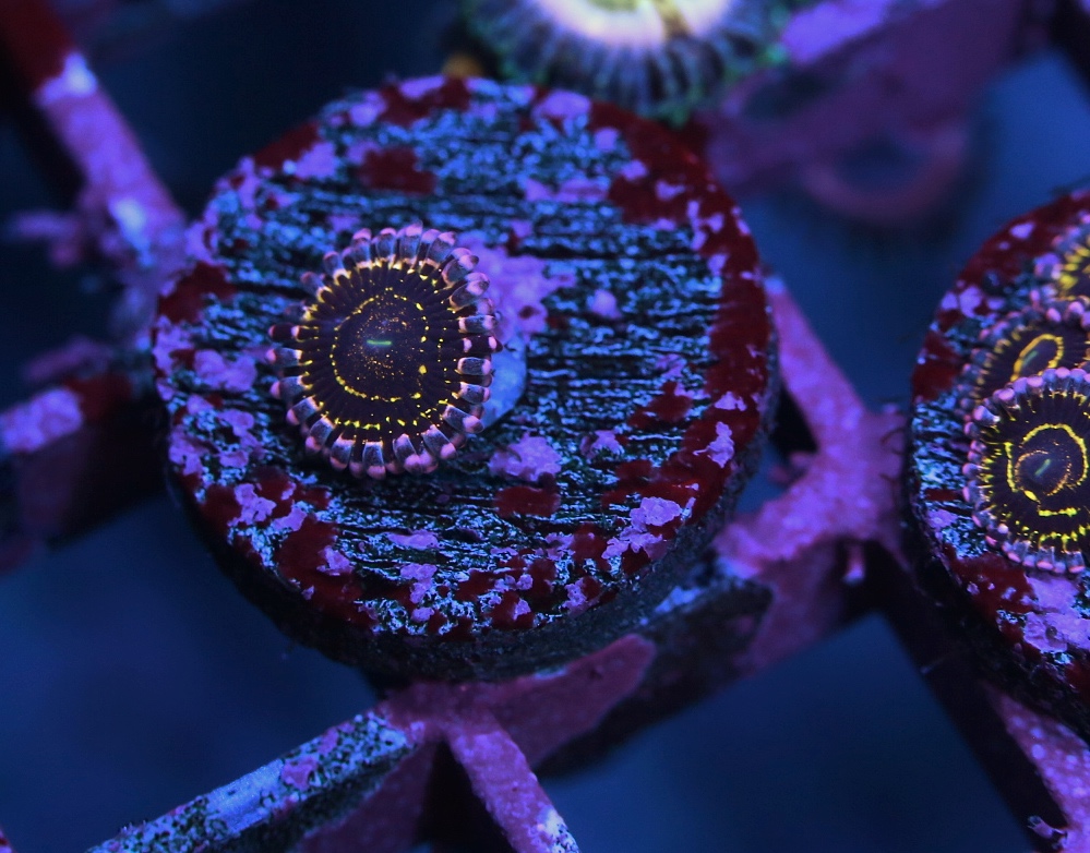 California - Live Goods - Stratosphere, Supernova, Chicago Sunburst ...