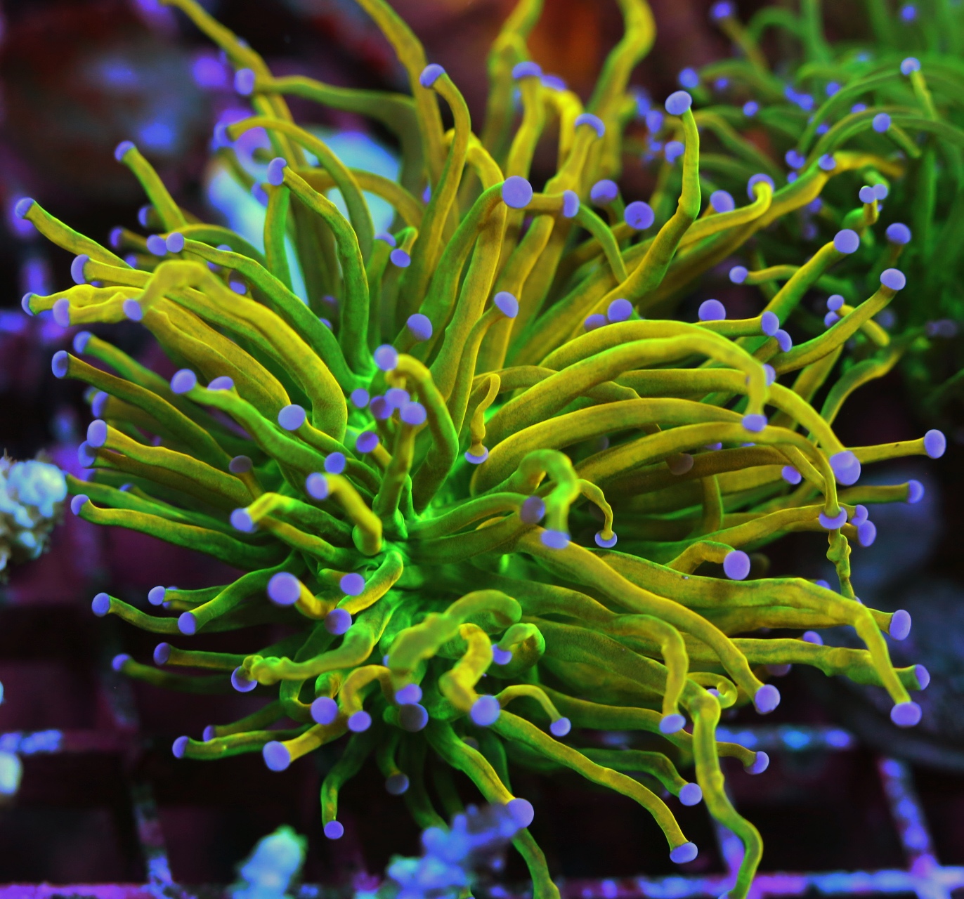 California - Live Goods - Stratosphere, Supernova, Chicago Sunburst ...