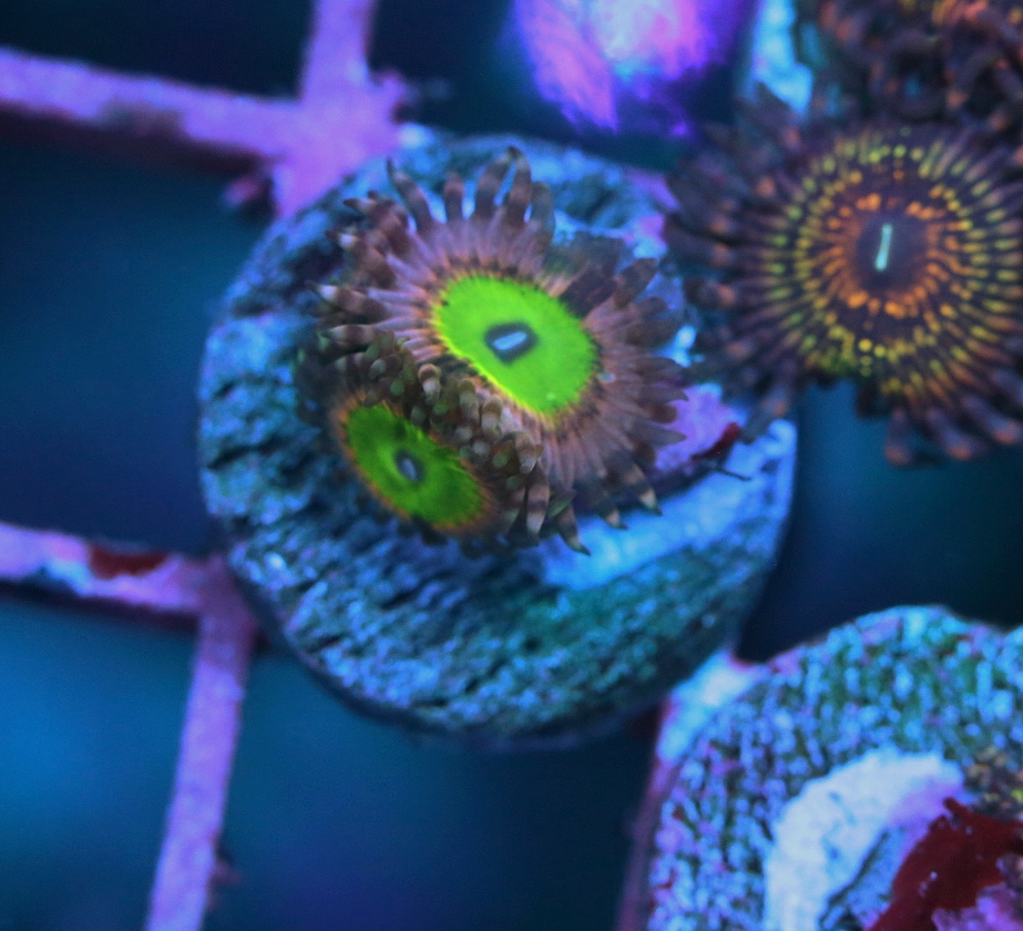 California - Live Goods - Stratosphere, Supernova, Chicago Sunburst ...