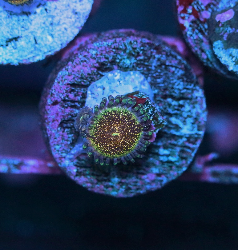 California - Live Goods - Stratosphere, Supernova, Chicago Sunburst ...