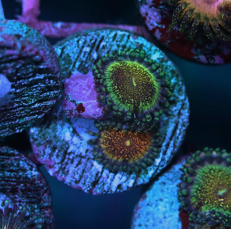 California - Live Goods - Stratosphere, Supernova, Chicago Sunburst ...