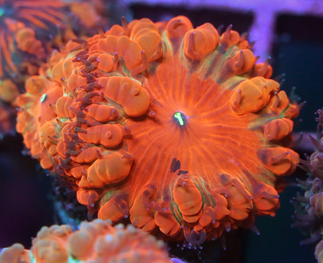 California - Live Goods - Stratosphere, Supernova, Chicago Sunburst ...