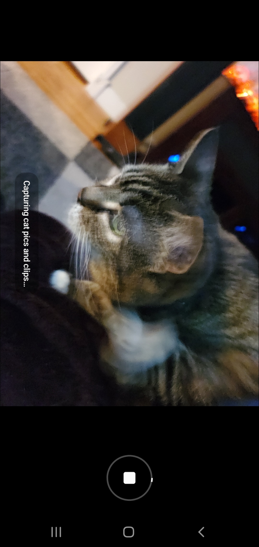 Capturing cat pics with single take : r/samsung