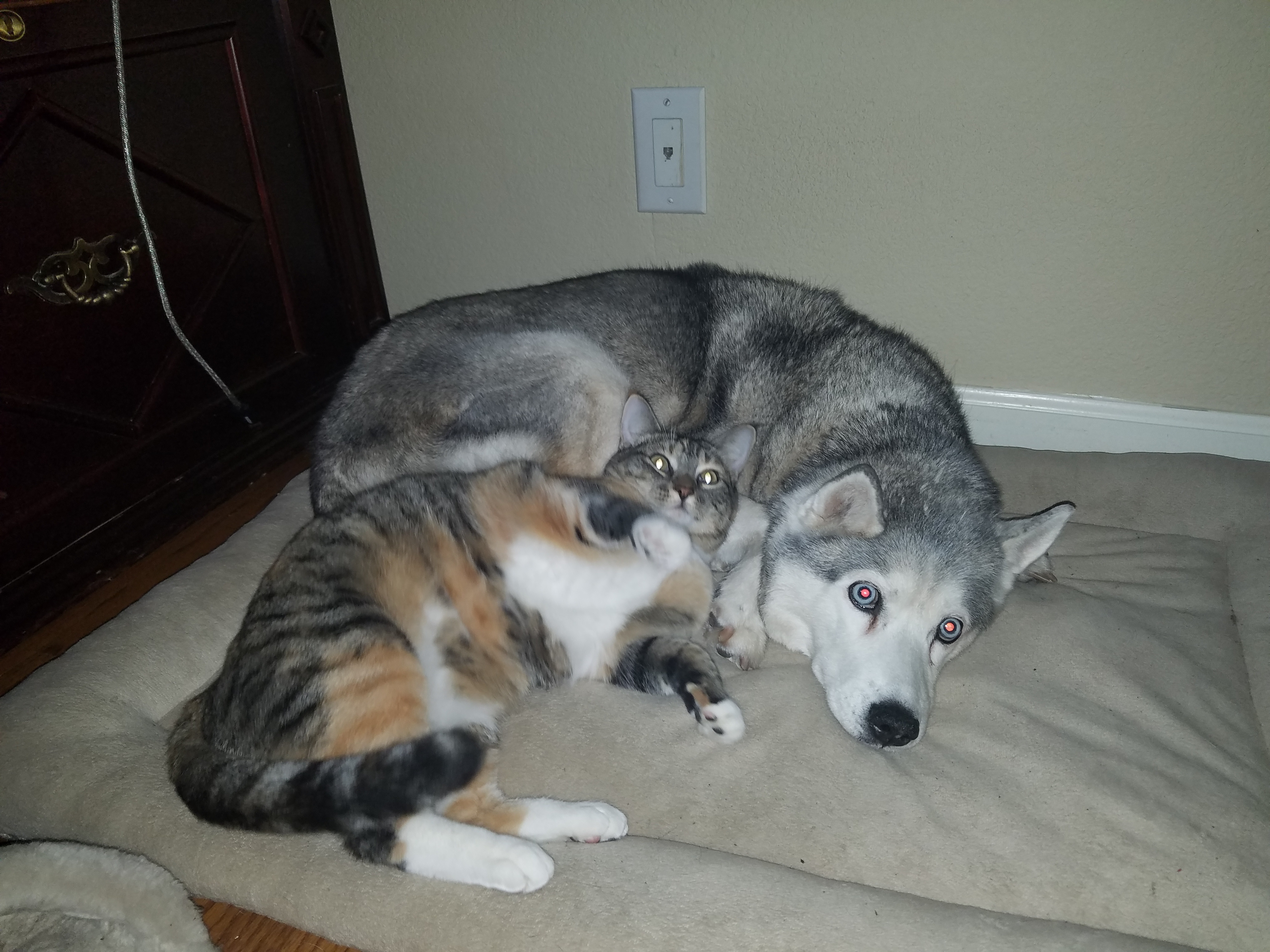 Dat tummy wiggle tho : r/Chonkers