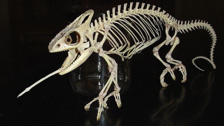 Skelet Van Een Reuzenzeeschildpad Bovenbouw Informatieve Oefentekst