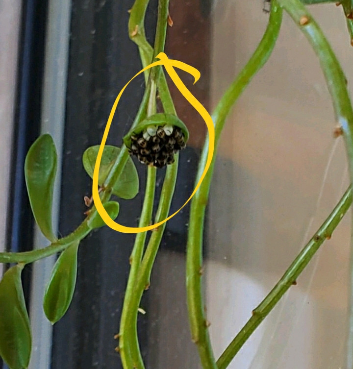 What in the unholy hell is hatching on my string plant? : r/plantclinic