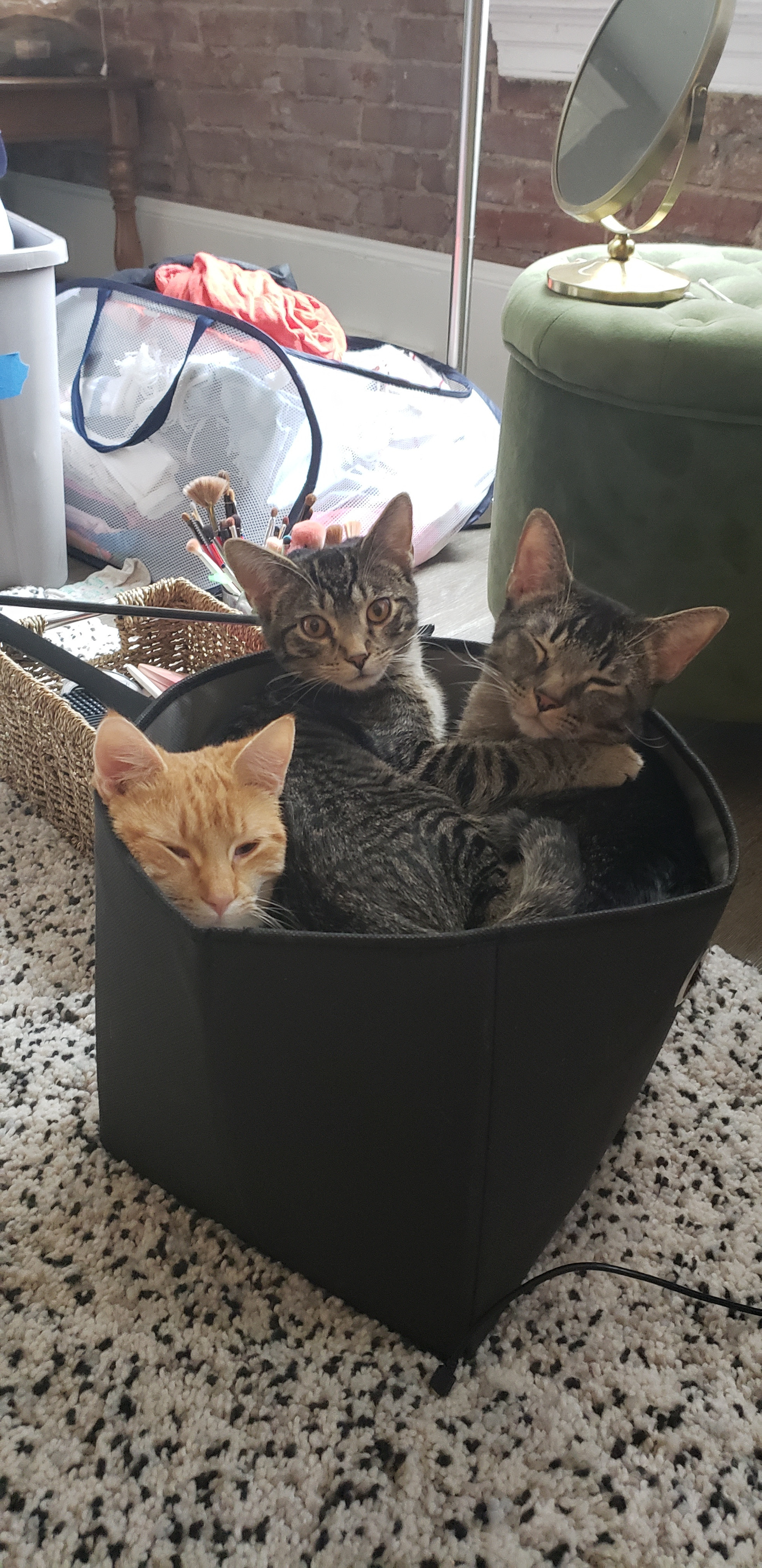 Penny is back with tiny tired mew-mews for scritches : r/Catswhoyell