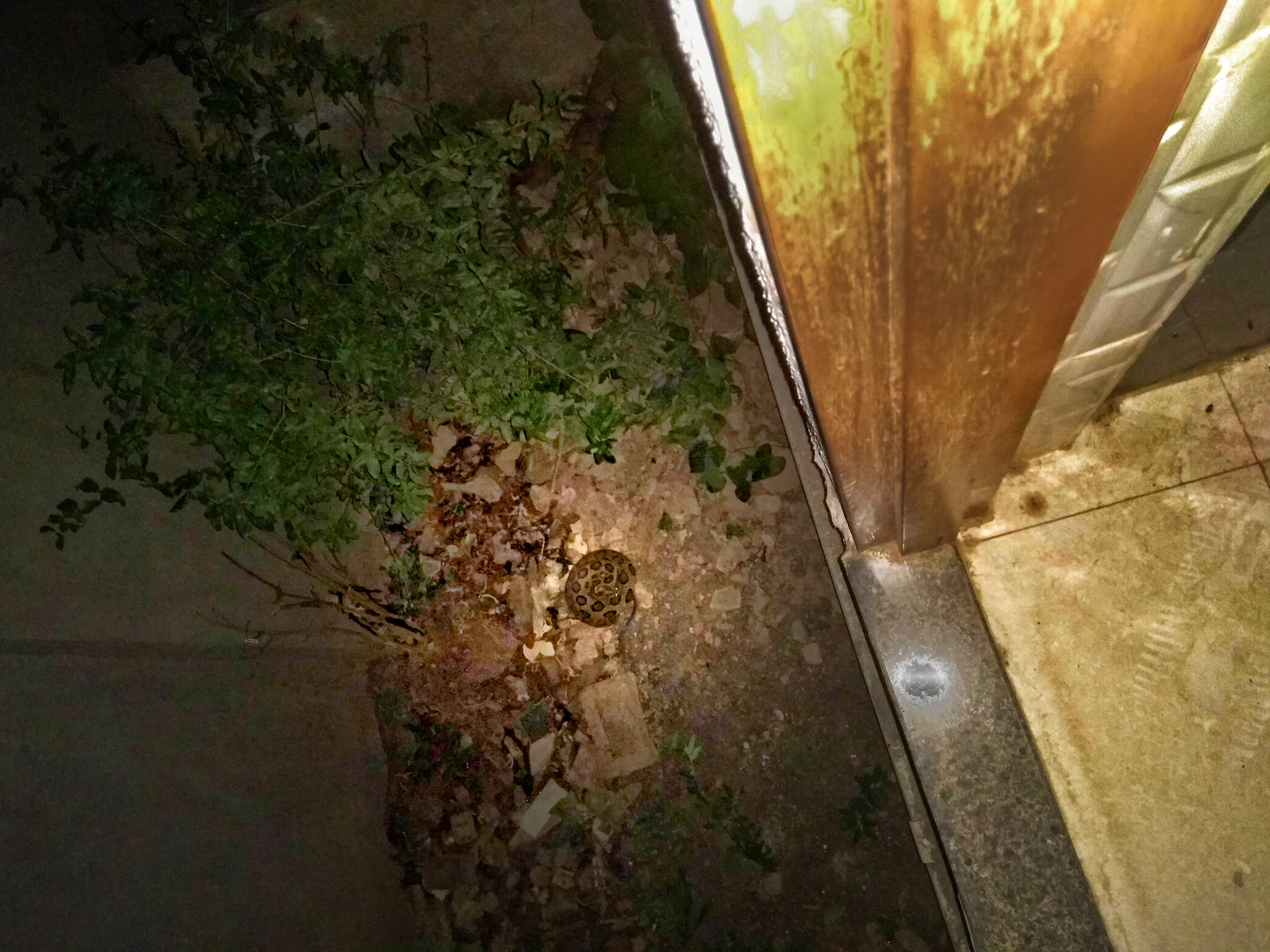 Found this snake outside my house, can someone identify it? : r/india