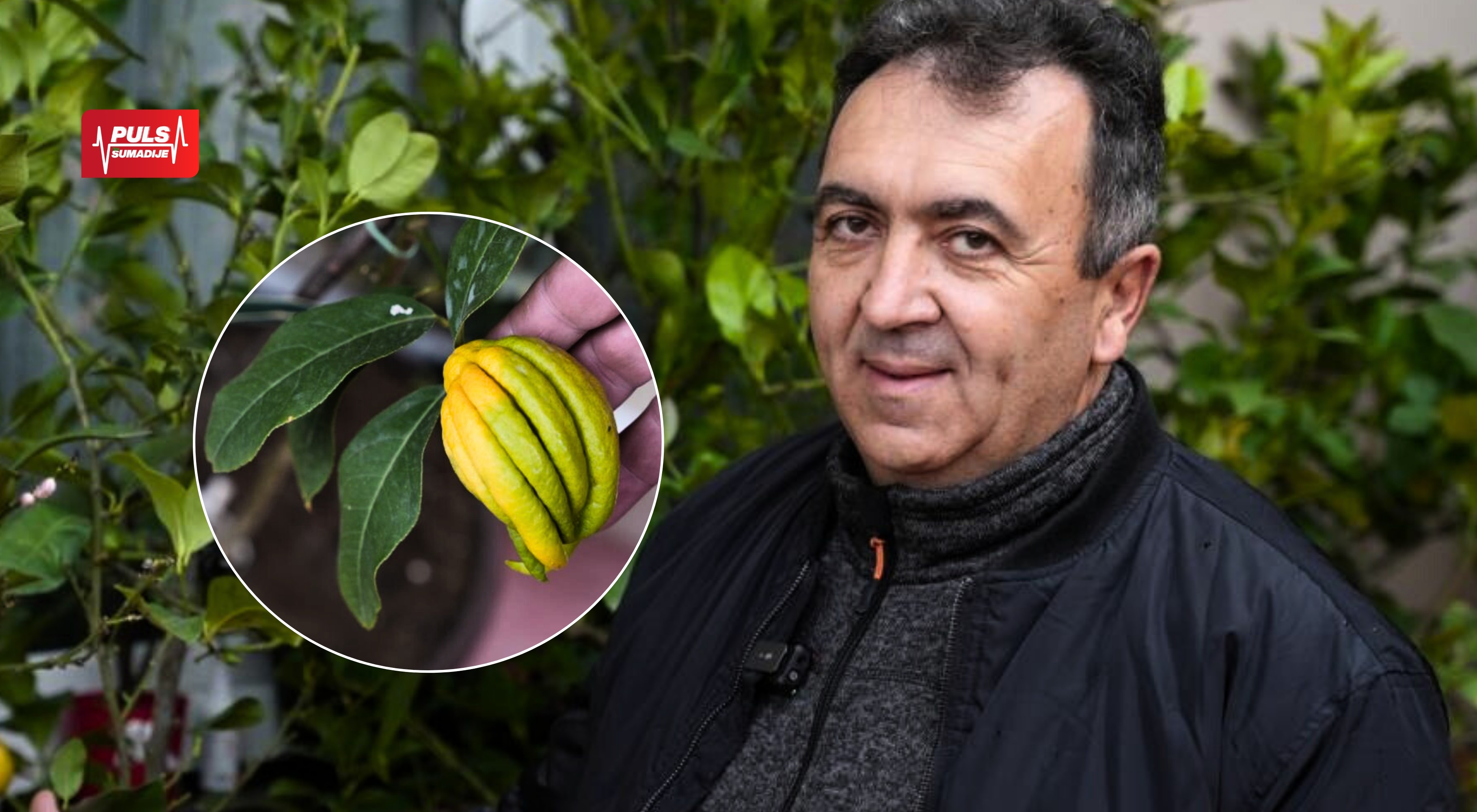 KOD MILANA NIKLO ŠTO NEMA NIJEDAN KOMŠIJA! Sad rađa ko ludo, ubere i po ...