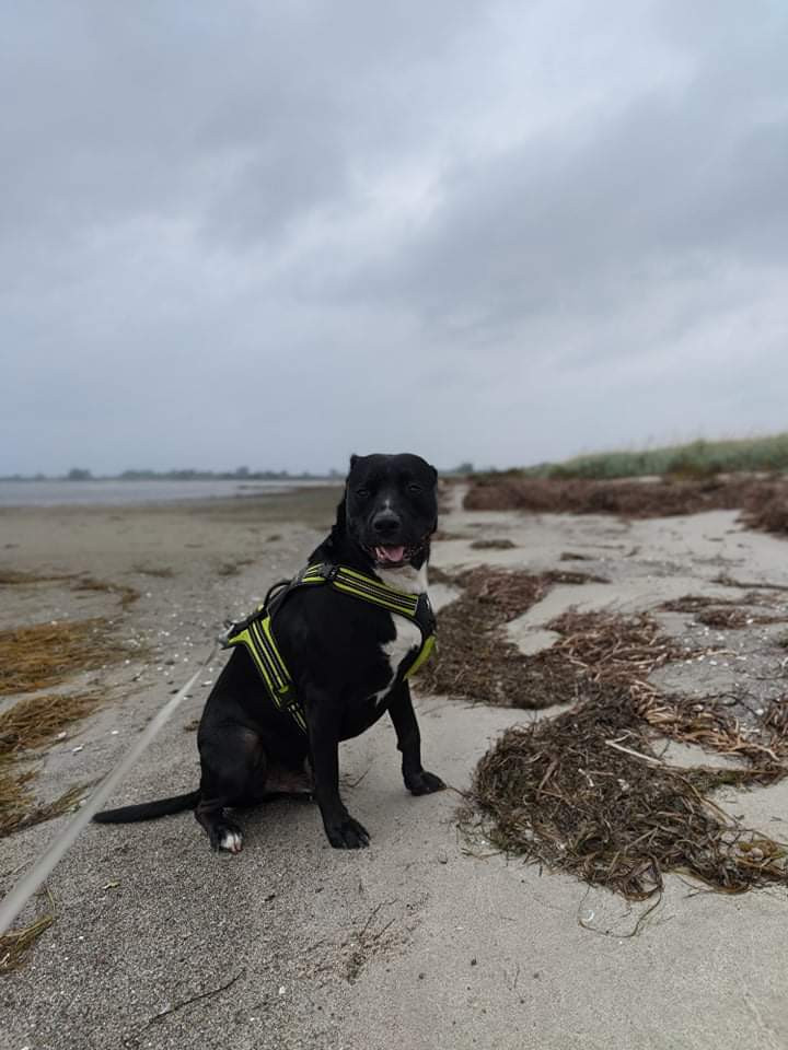 Tilly's first snow! we're patiently waiting for Santa to bring more ...