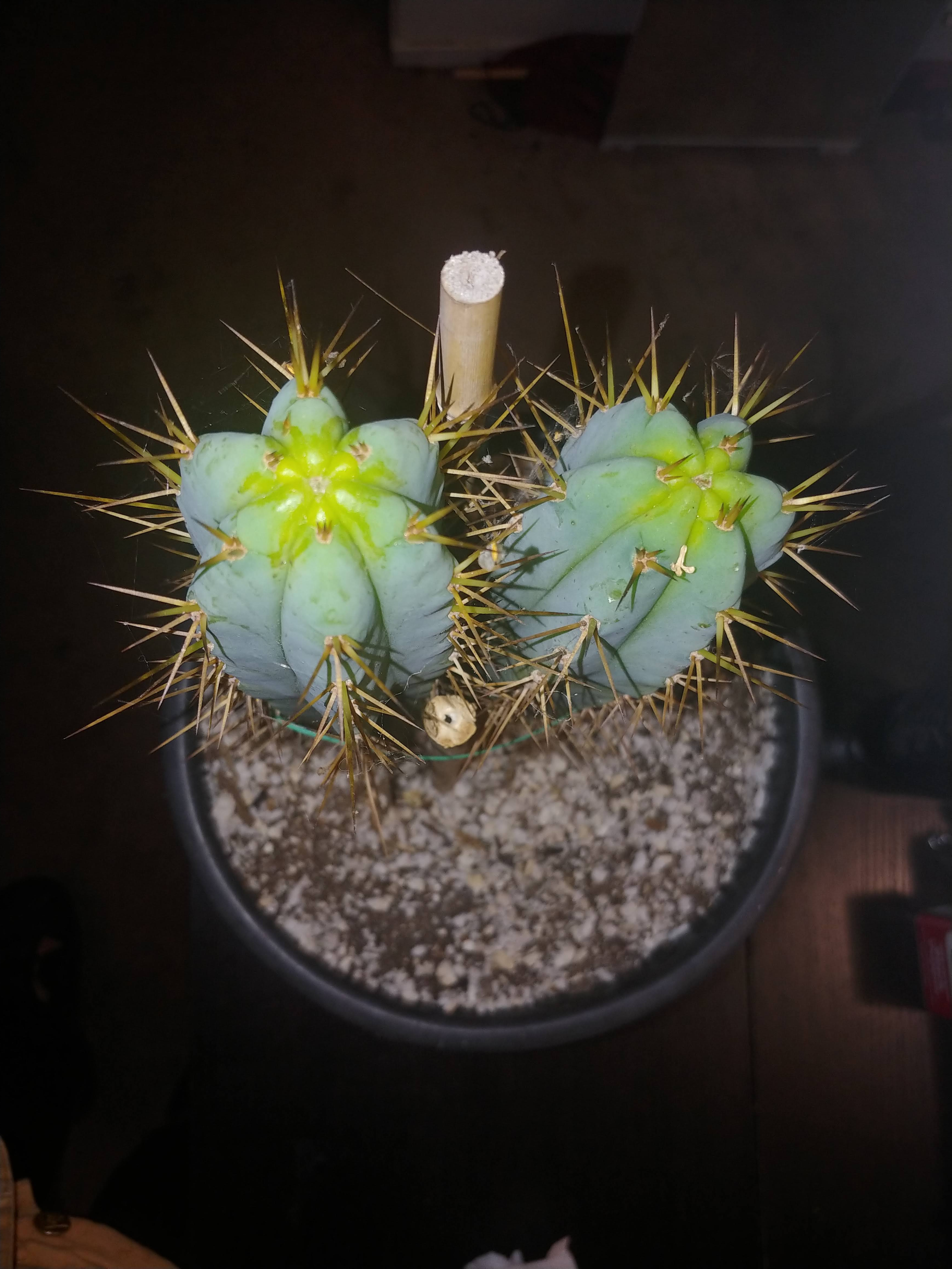 What's your favorite bridgesii? Why? : r/sanpedrocactus