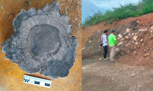 Jurassic Bark: Ancient Wood Fossil Discovered in Cambodia - Cambodia ...