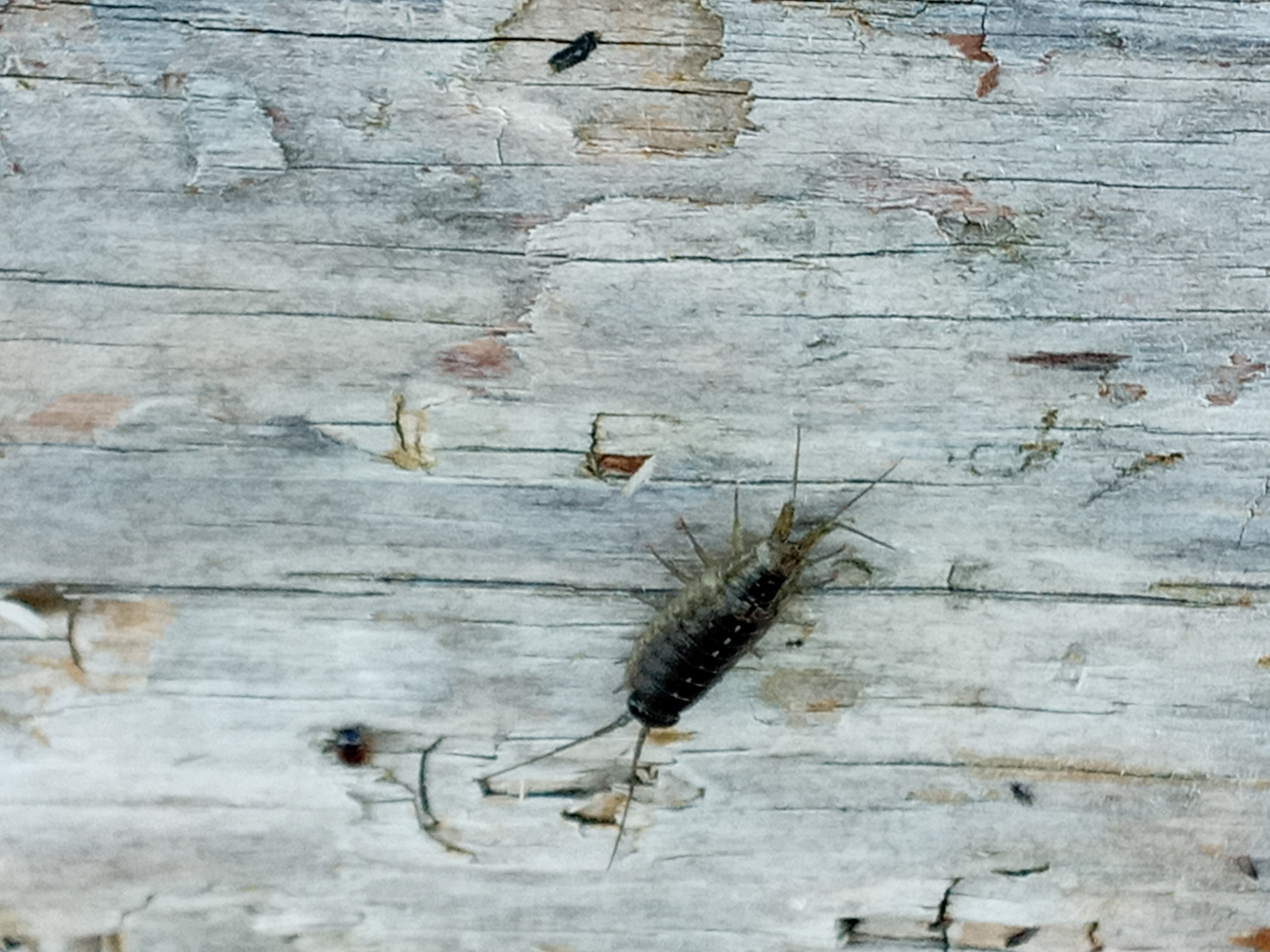 What is this bug on the beach? : r/VancouverIsland